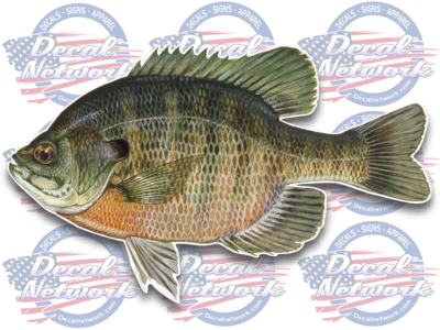 bluegill-full-color-vinyl-fish-decal-sticker-585_600x600.png?v=1693368846
