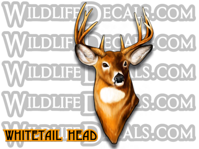 whitetail-deer-head-decal-998_600x600.png?v=1693369182